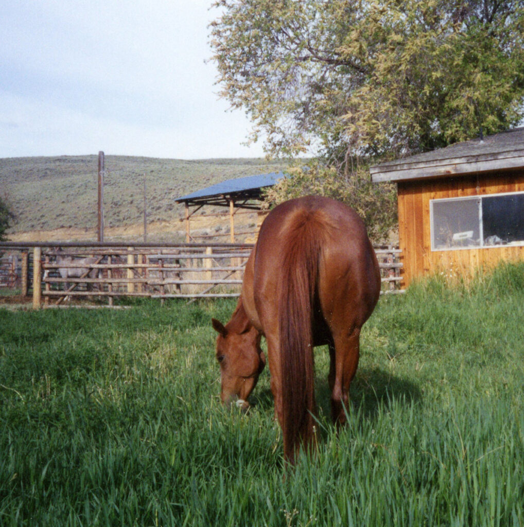Preparing for Newborn Horses: Foaling Signs - Countryside